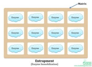 Enzyme Immobilization: Method & Application | EasyBiologyClass