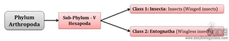Hexapoda Characteristics | EasyBiologyClass