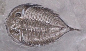 Trilobitomorpha Characteristics | EasyBiologyClass