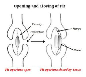 Pits in Plants | EasyBiologyClass