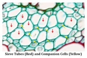 sieve-tubes-and-companion-cells | Easy Biology Class