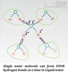 Formation of Hydrogen Bonds in Water | EasyBiologyClass