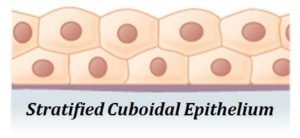 Classification of Epithelial Tissue | EasyBiologyClass
