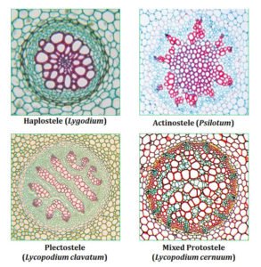 Stelar Evolution in Pteridophytes | EasyBiologyClass