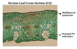 TS of Dicot Leaf | EasyBiologyClass
