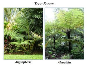 General Characteristics of Pteridophytes | EasyBiologyClass
