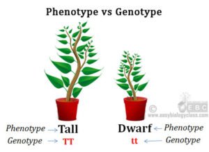 Terminologies in Genetics | EasyBiologyClass