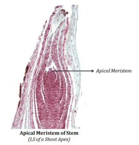Shoot Apical Meristem Notes | EasyBiologyClass