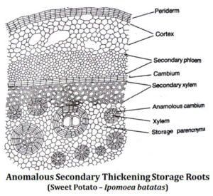 Anomalous Secondary Growth in Sweetpotato | EasyBiologyClass