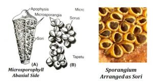 Cycas Male Cone | EasyBiologyClass