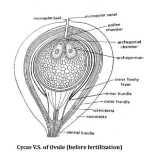 Development of Male and Female Gametophyte and Archegonia in Cycas ...