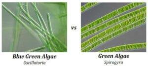 Characteristics of Cyanobacteria |EasyBiologyClass