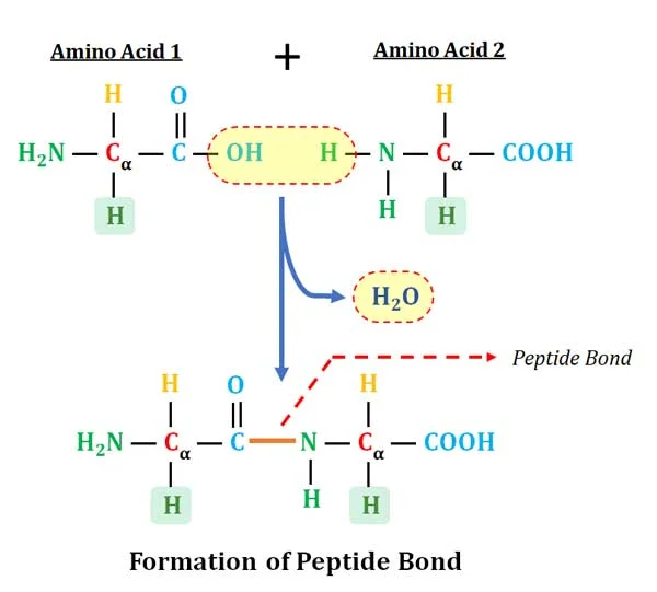 Simple Peptide Bond Between Two Amino Acids