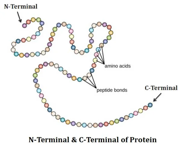 Peptide Bond In Protein Topic 2.4: Proteins AMAZING WORLD OF SCIENCE