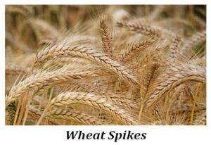 Achievements of Plant Breeding |EasyBiologyClass