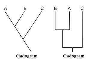 What is Cladistics? | EasyBiologyClass