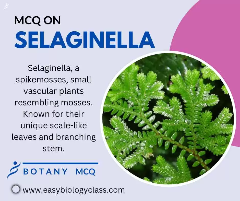 Pteridophytes Selaginella