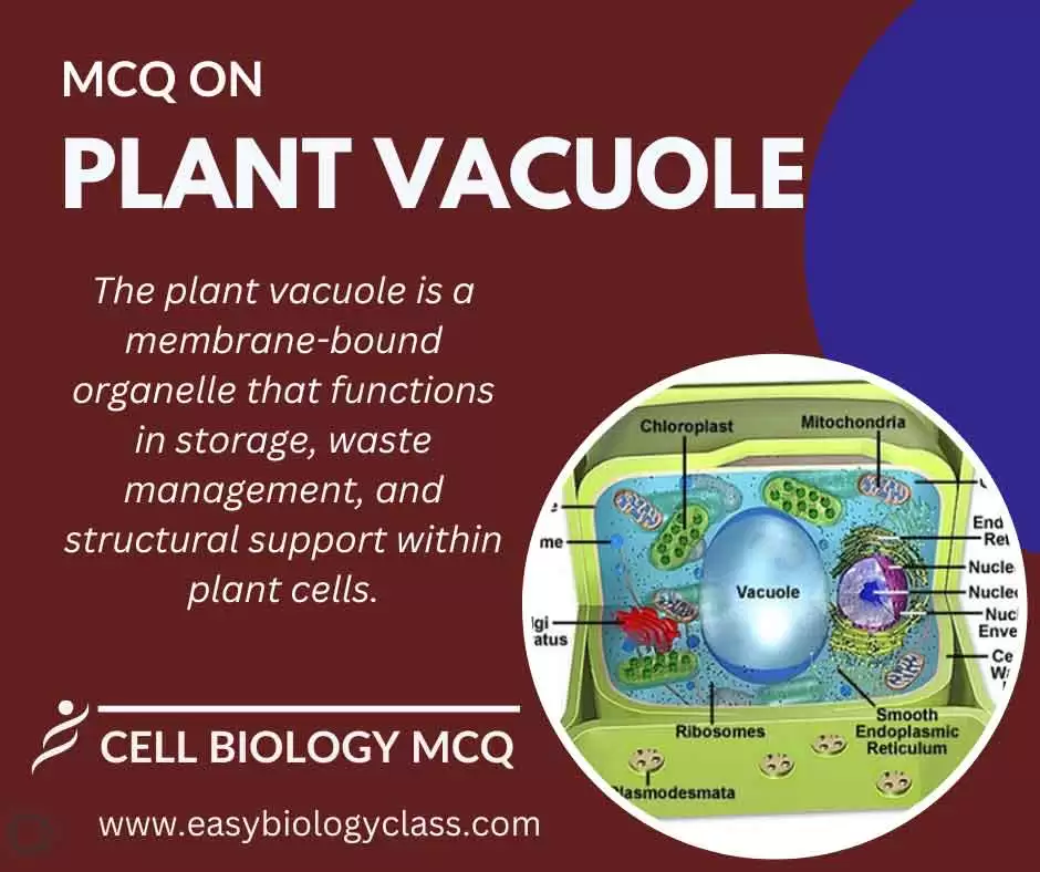 Vacuole Diagram Labelled Plant Cell Diagram Handy Worksheets For
