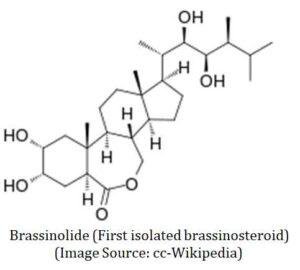 What are Brassinosteroids | EasyBiologyClass