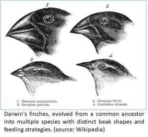 Adaptive Radiation in Evolution | EasyBiologyClass