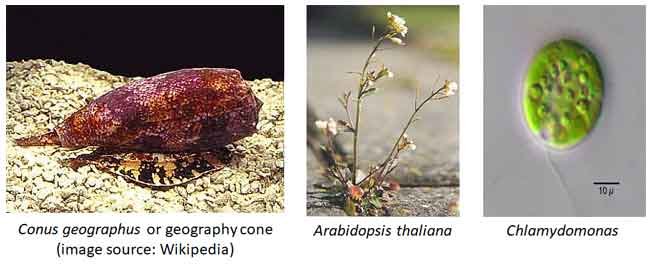 What is Convergent Evolution? | EasyBiologyClass