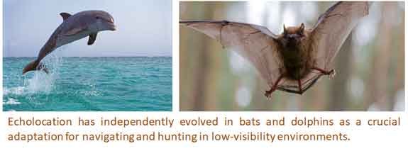 What is Convergent Evolution? | EasyBiologyClass