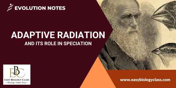 Adaptive Radiation in Evolution | EasyBiologyClass