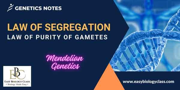 Law of Segregation with Example | EasyBiologyClass