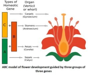 ABC Model of Flower Development PDF | EasyBiologyClass