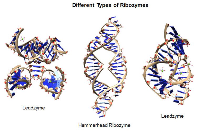 Ribozyme Notes | EasyBiologyClass