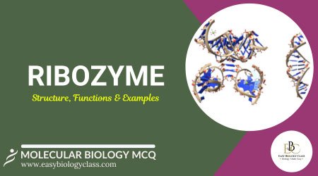 Ribozyme Notes | EasyBiologyClass