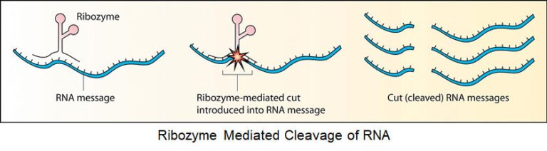Ribozyme Notes | EasyBiologyClass