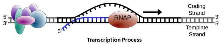 Transcription Questions and Answers | EasyBiologyClass