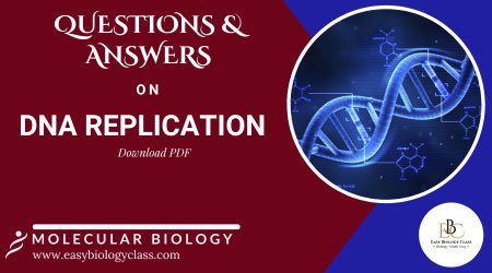 DNA Replication Questions and Answers | EasyBiologyClass
