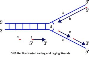 DNA Replication Questions and Answers | EasyBiologyClass