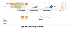 Pyrosequencing Notes | EasyBiologyClass