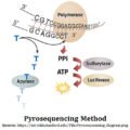 Pyrosequencing Notes | EasyBiologyClass