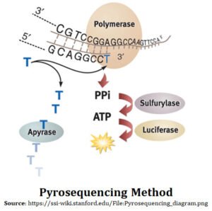 Pyrosequencing Notes | EasyBiologyClass