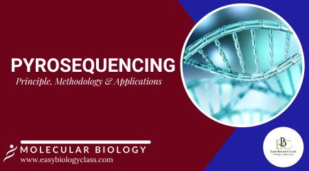 Pyrosequencing Illustrations