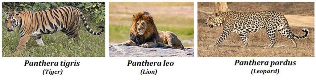 NCERT Class 11 Biology Chapter 1 Notes: Diversity in the Living World ...