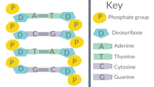 Chargaff’s Rule: The Key to DNA Structure and Base Pairing | EasyBiologyClass