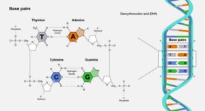 Chargaff Rule Questions | EasyBiologyClass