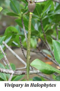 Adaptations of Halophytes (Avicennia): Morphological and Anatomical ...