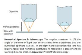 Principles of Microscopy for Biology Students: A Beginner’s Guide ...