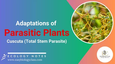 Parasitic Adaptations in Plants: Cuscuta (Dodder) as a Total Stem ...
