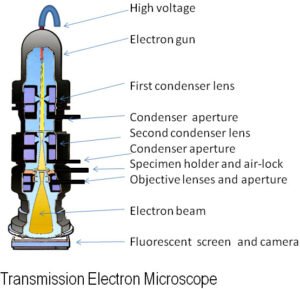 Principle of Transmission Electron Microscope | EasyBiologyClass