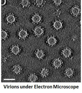 Electron Microscopy: Principles, Types, and Applications in Biology and ...